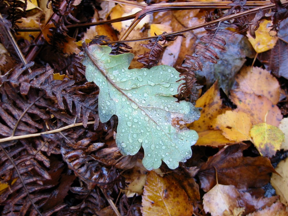 First Series – Soil soul sculpture sarah gilpin